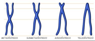 Definición de submetacéntrico