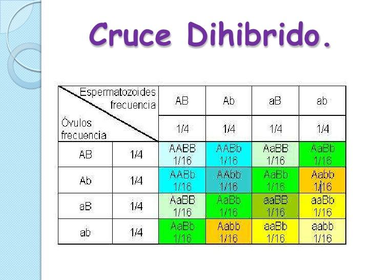 Definición de dihíbrido
