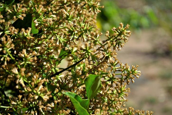 GUACO: Para qué sirve, propiedades y cómo usarlo