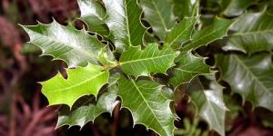 SOLUCIÓN SALINA: Qué es, Para qué Sirve y Cómo prepararla